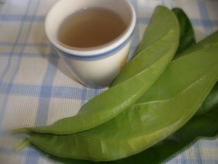 Health benefits of noni fruits